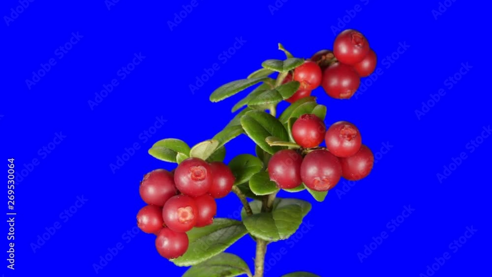 Cowberry berries seamless rotation with alpha channel (codec: png+alpha ...