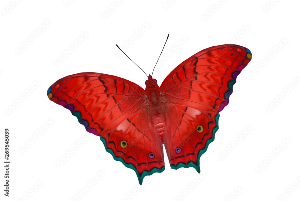 Beautiful red butterfly isolated on white background Stock Photo ...