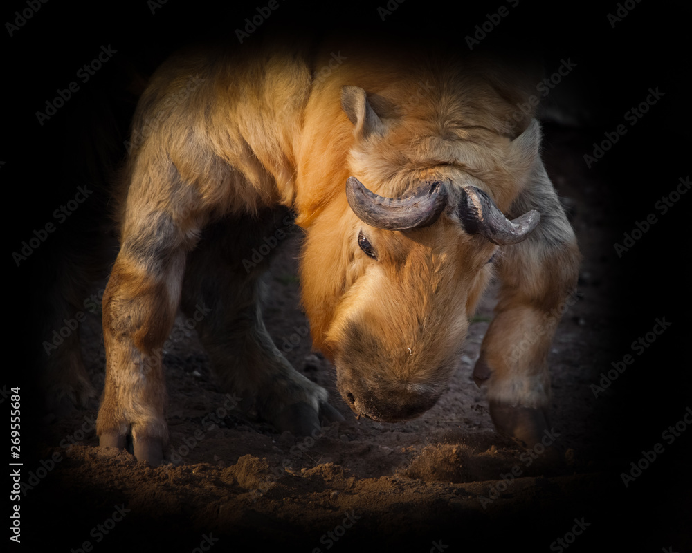 illuminated by the sun powerful horned hairy bull. male rare animal ...