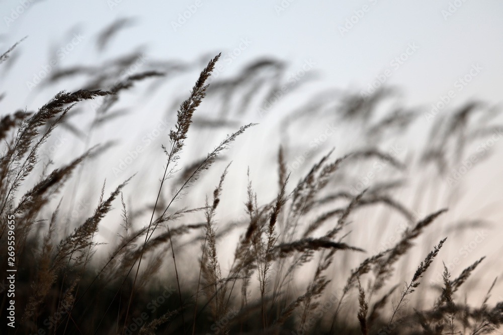 Wilde Gräser, Steppengras, Federgras als künstlerische Silhouette Stock ...
