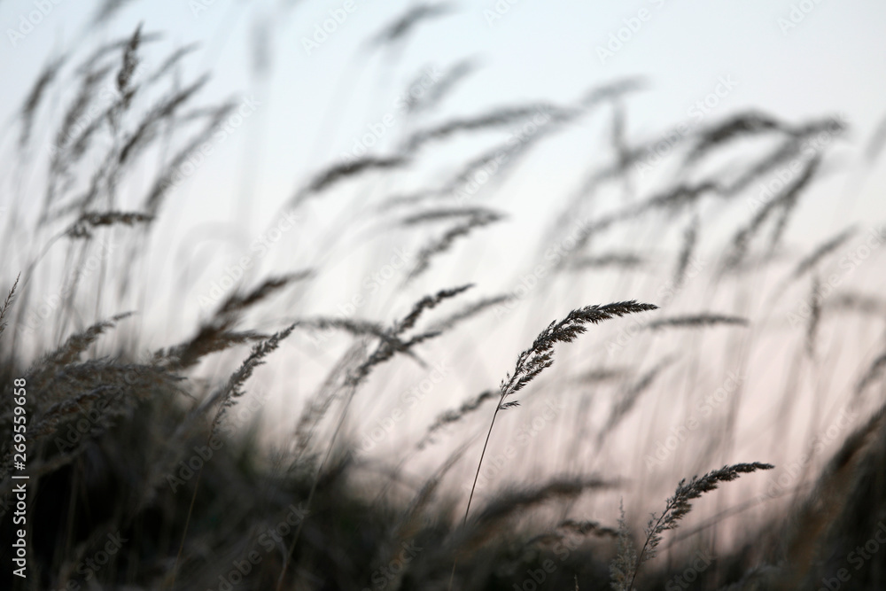 Wilde Gräser, Steppengras, Federgras als künstlerische Silhouette in ...