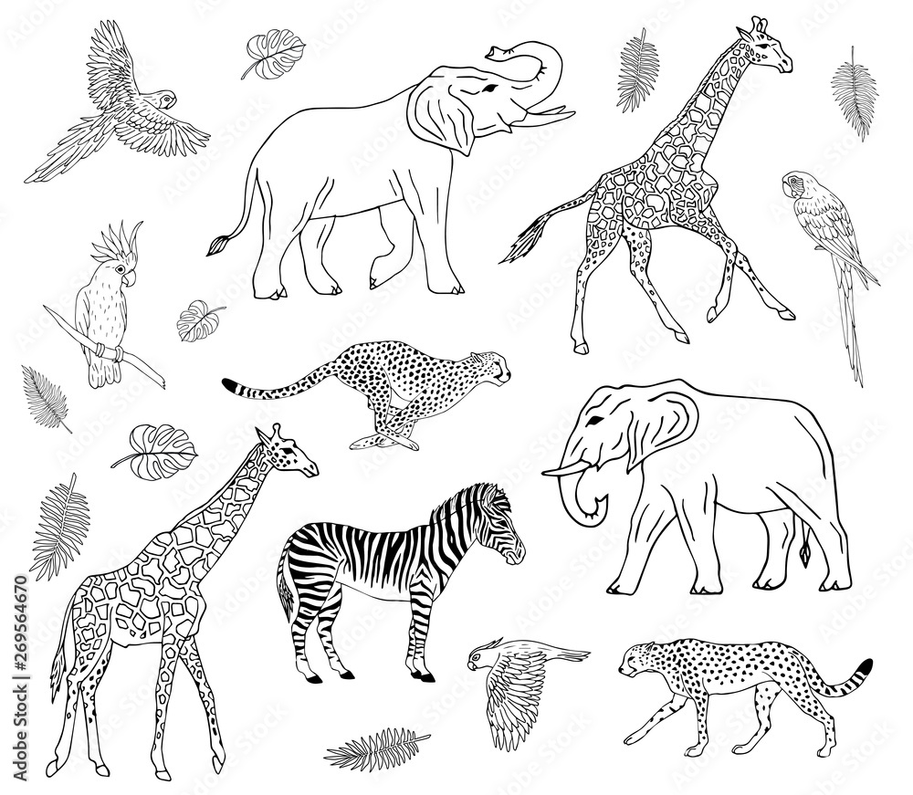 Vector hand drawn doodle sketch collection set of african animals ...