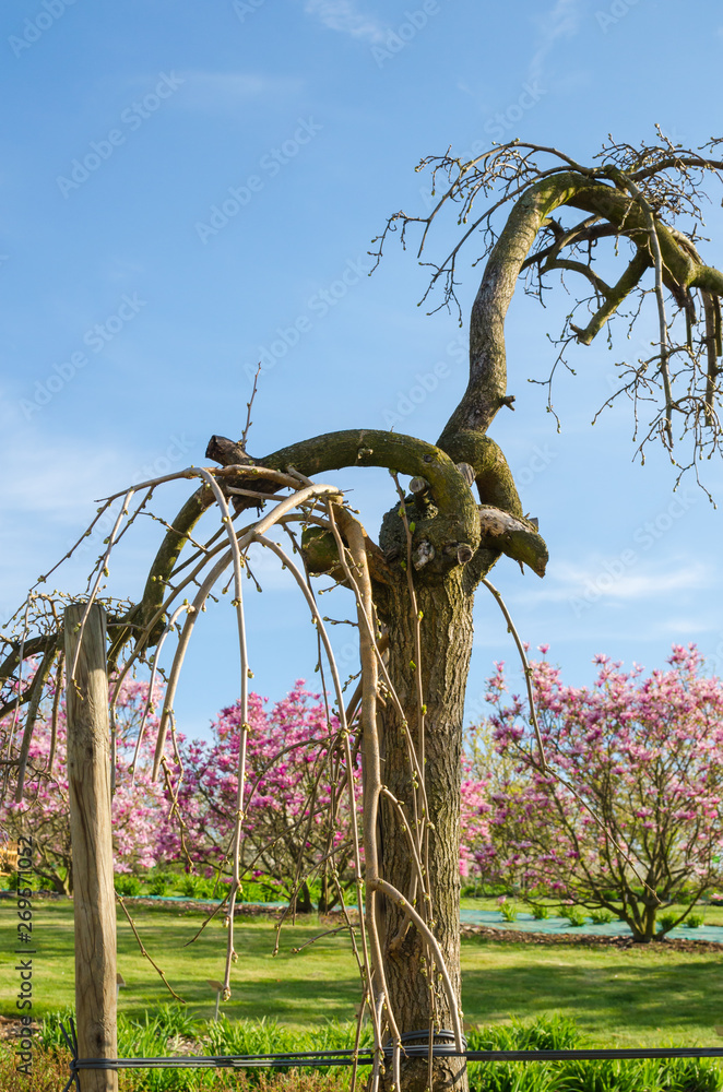 Weeping mulberry - (morus alba pendula) in spring with small green buds ...