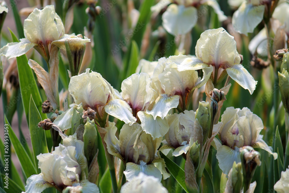 Pale gray iris flowers with gold shadings in garden. Cultivar Mrs. Nate ...