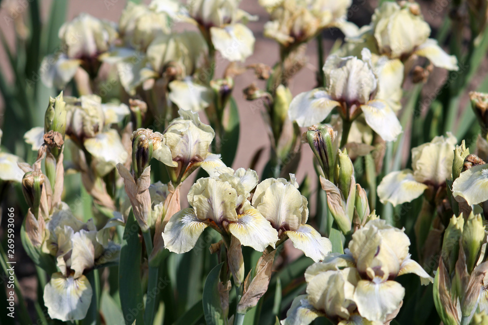 Pale gray iris flowers with gold shadings in garden. Cultivar Mrs. Nate ...