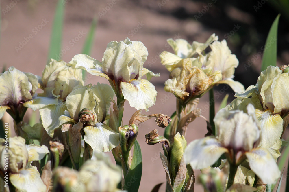 Pale gray iris flowers with gold shadings in garden. Cultivar Mrs. Nate ...