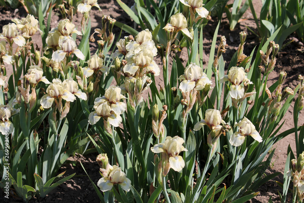 Pale gray iris flowers with gold shadings in garden. Cultivar Mrs. Nate ...