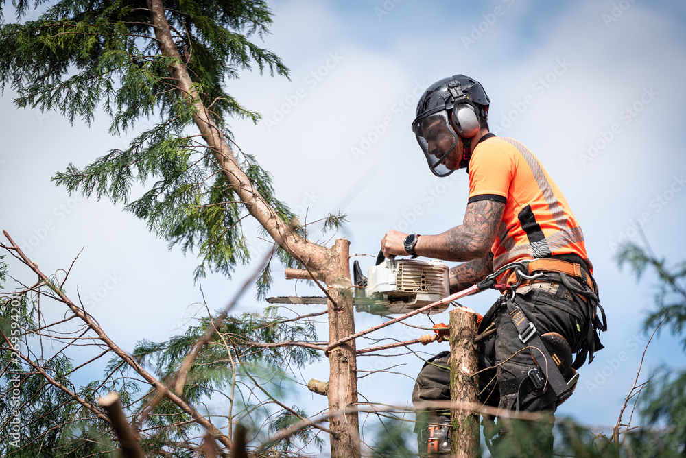 Tree surgeon hanging from ropes in the crown of a tree using a chainsaw ...