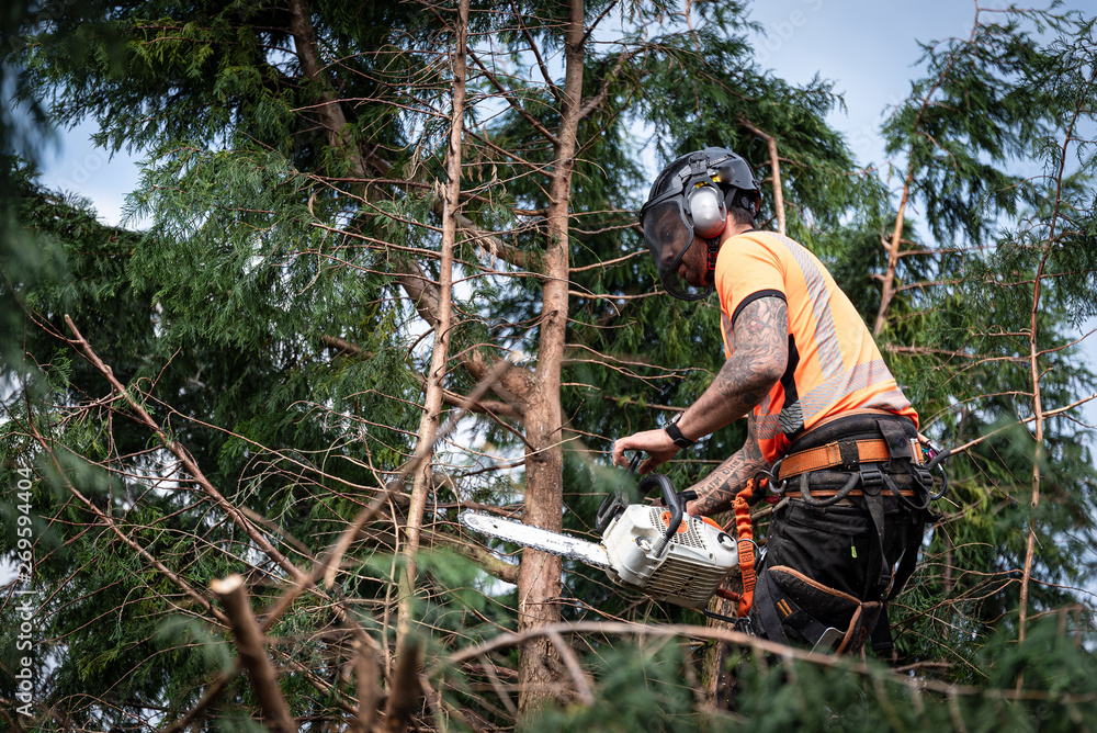 Tree surgeon hanging from ropes in the crown of a tree using a chainsaw ...