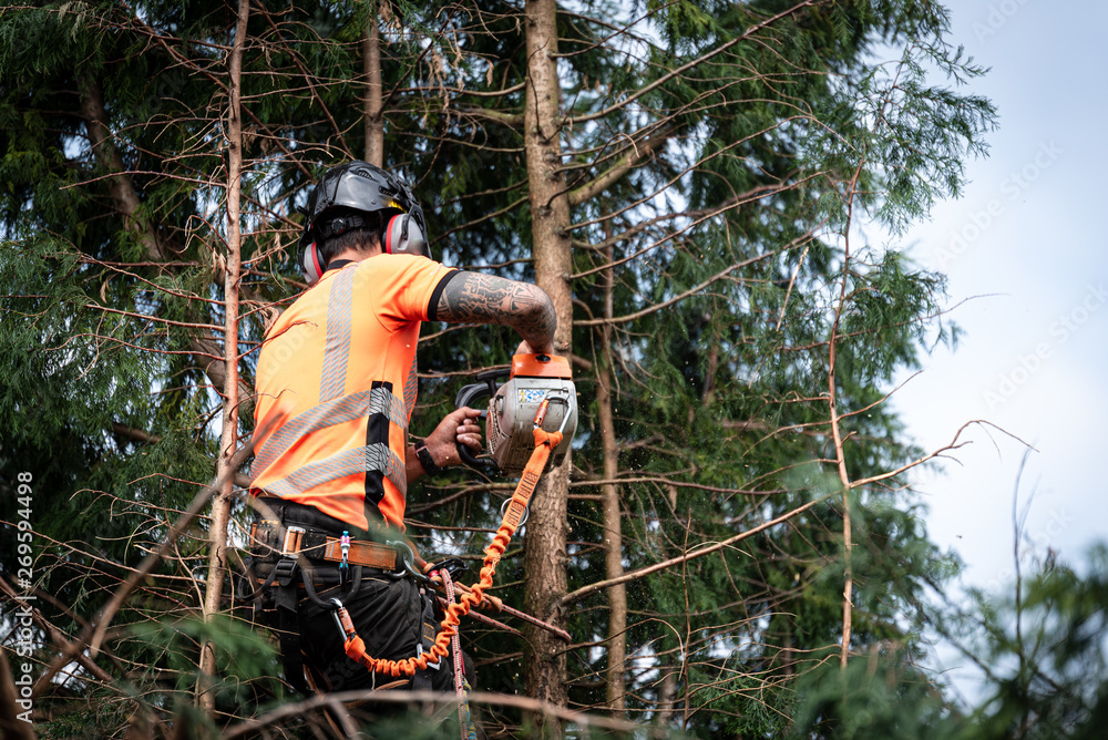 Tree surgeon hanging from ropes in the crown of a tree using a chainsaw ...