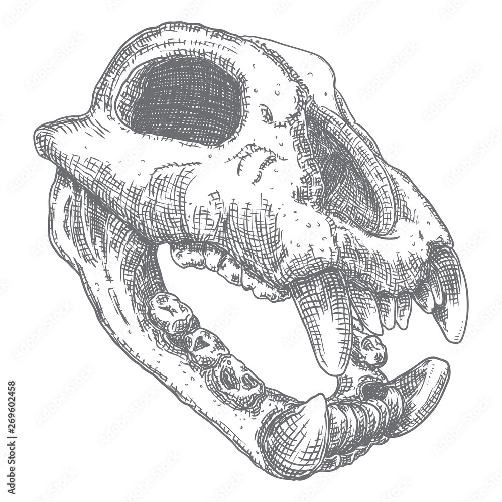 Dog, coyote or predator skull. Animal engraving hand drawing wolf head ...