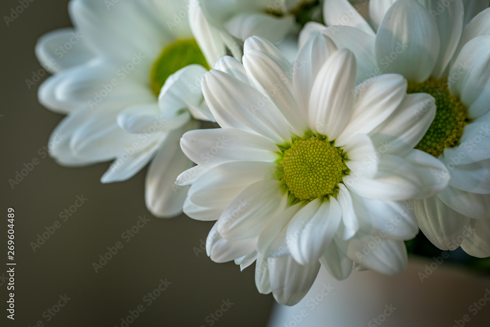 Flower With White Petals And Yellow Center