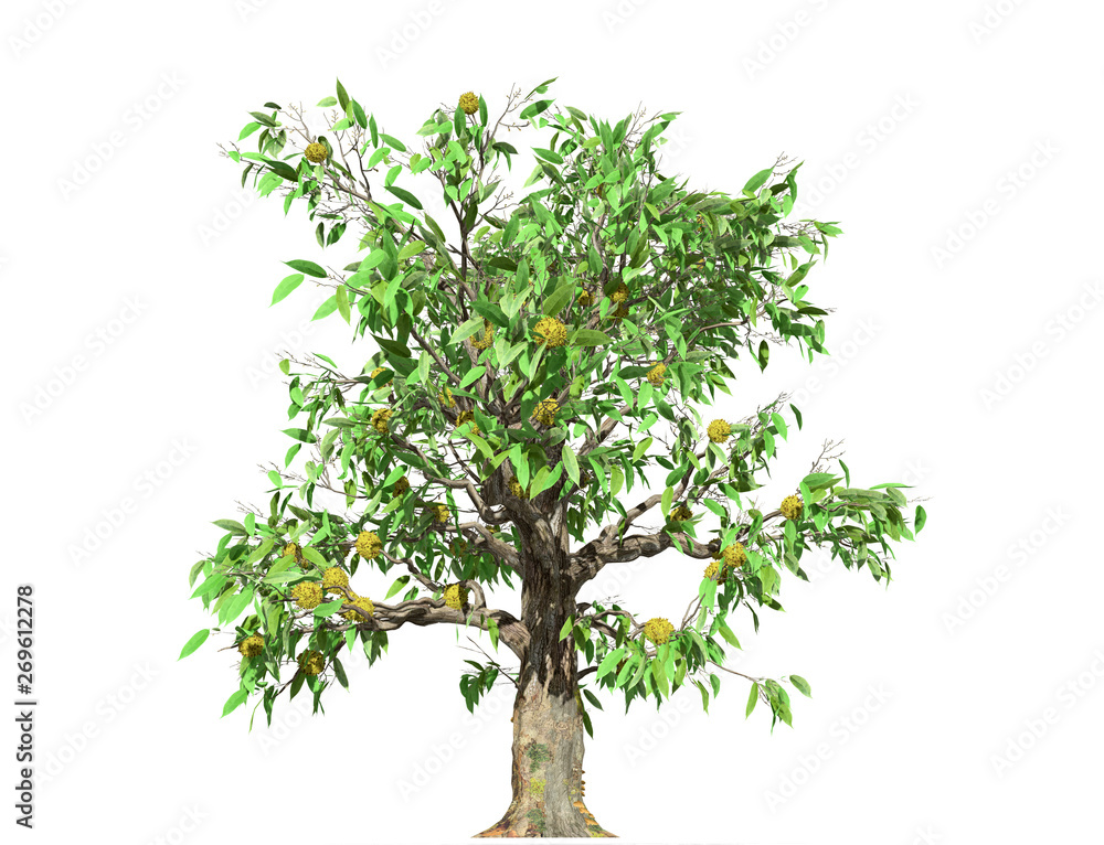 3D rendering - Durian tree isolated over a white background use for ...