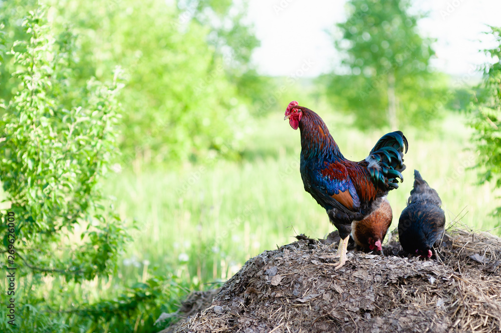 Bright rooster, blue-red color, standing on a dunghill and protects the ...