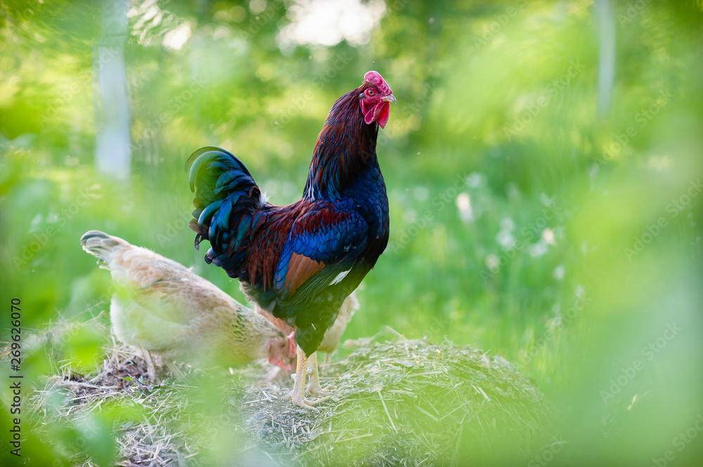 The rooster in incredibly beautiful color, with a dark brown neck and ...