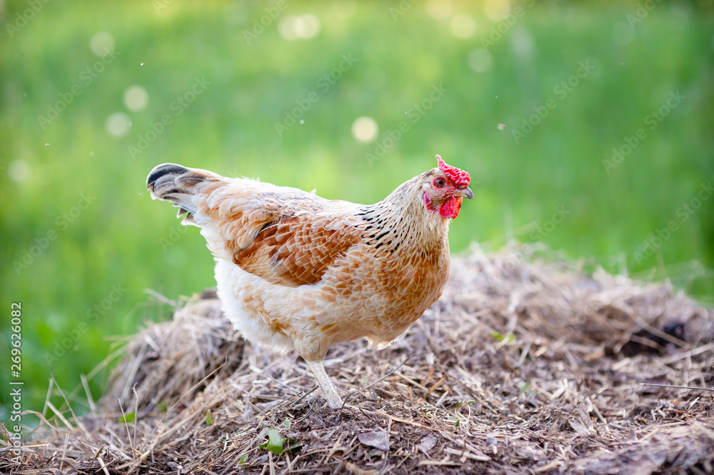 Incredibly beautiful young light hen with a rosy comb, walking on a ...
