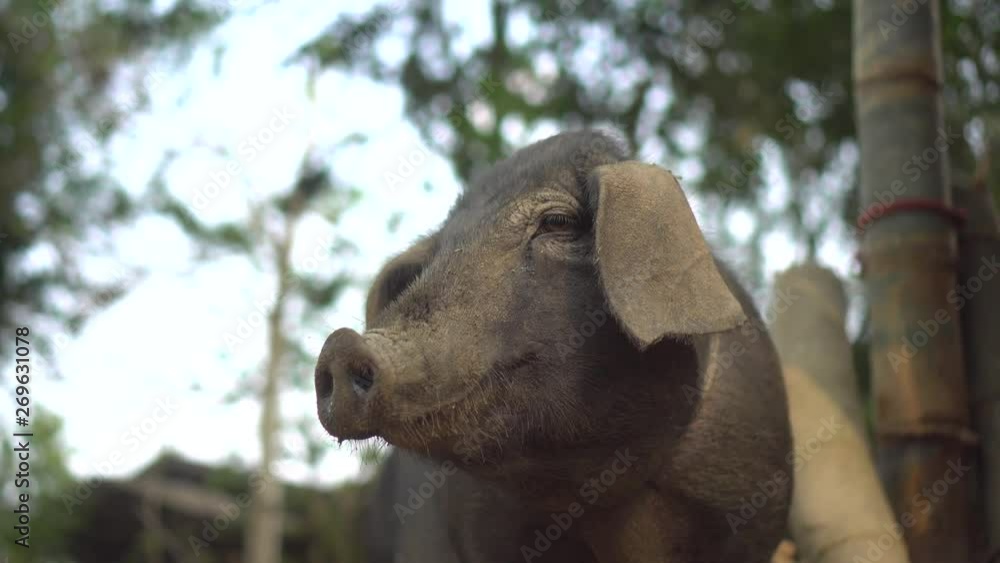 Thai native black pigs, local wild pig, in local farm in Thailand Stock ...