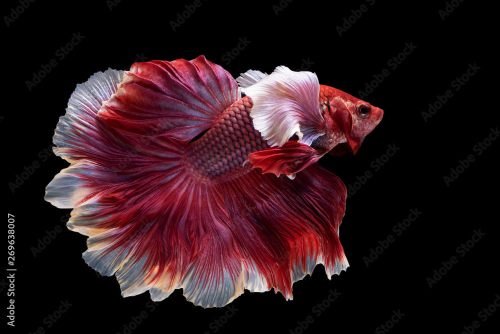 siam betta fish in thailand Stock Photo | Adobe Stock