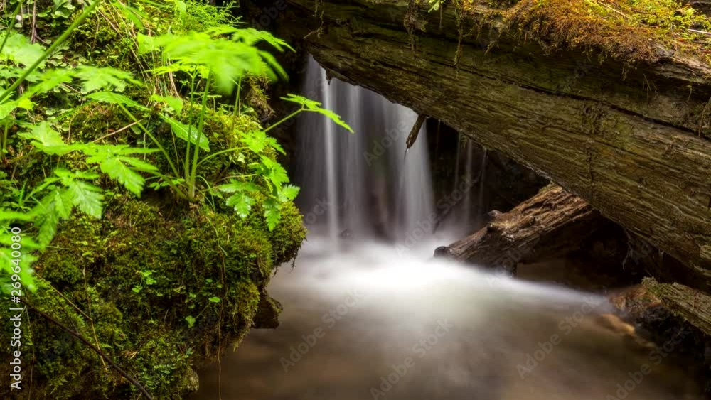 Mountain stream fall between rocks under the dead tree deep in the ...