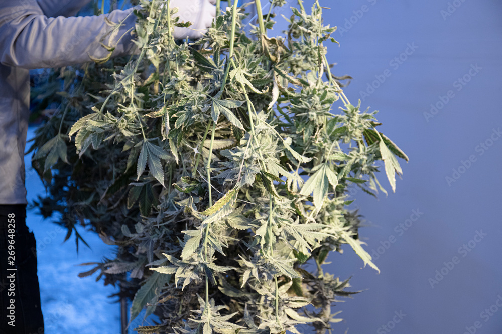 Commercial Medical Marijuana