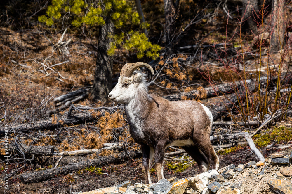 Stone sheep ram in the wilderness of the Yukon Territory of Canada ...