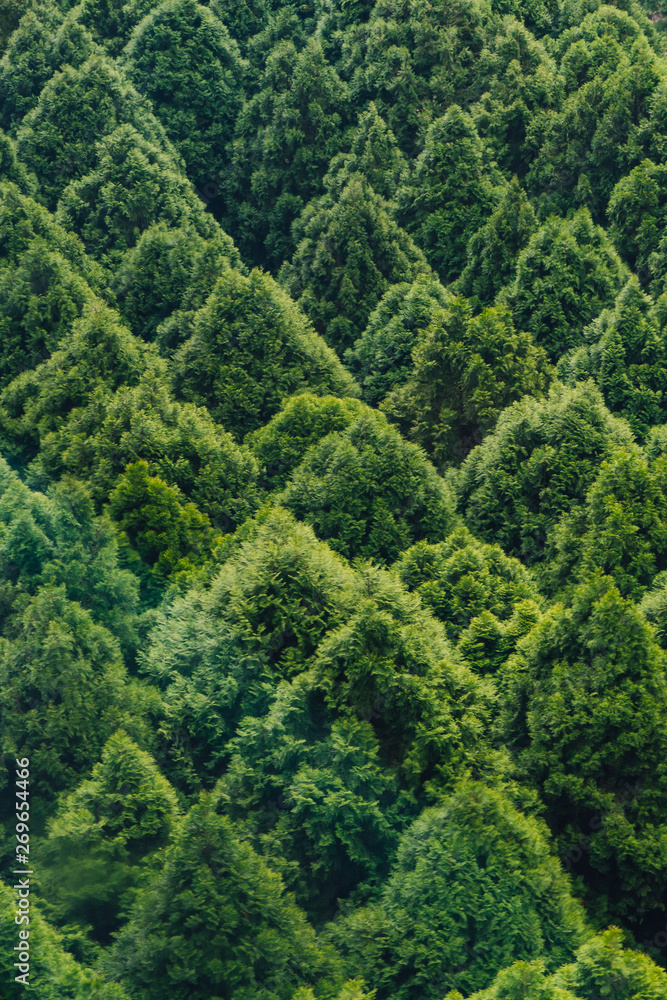 Triangle Shapes In Nature