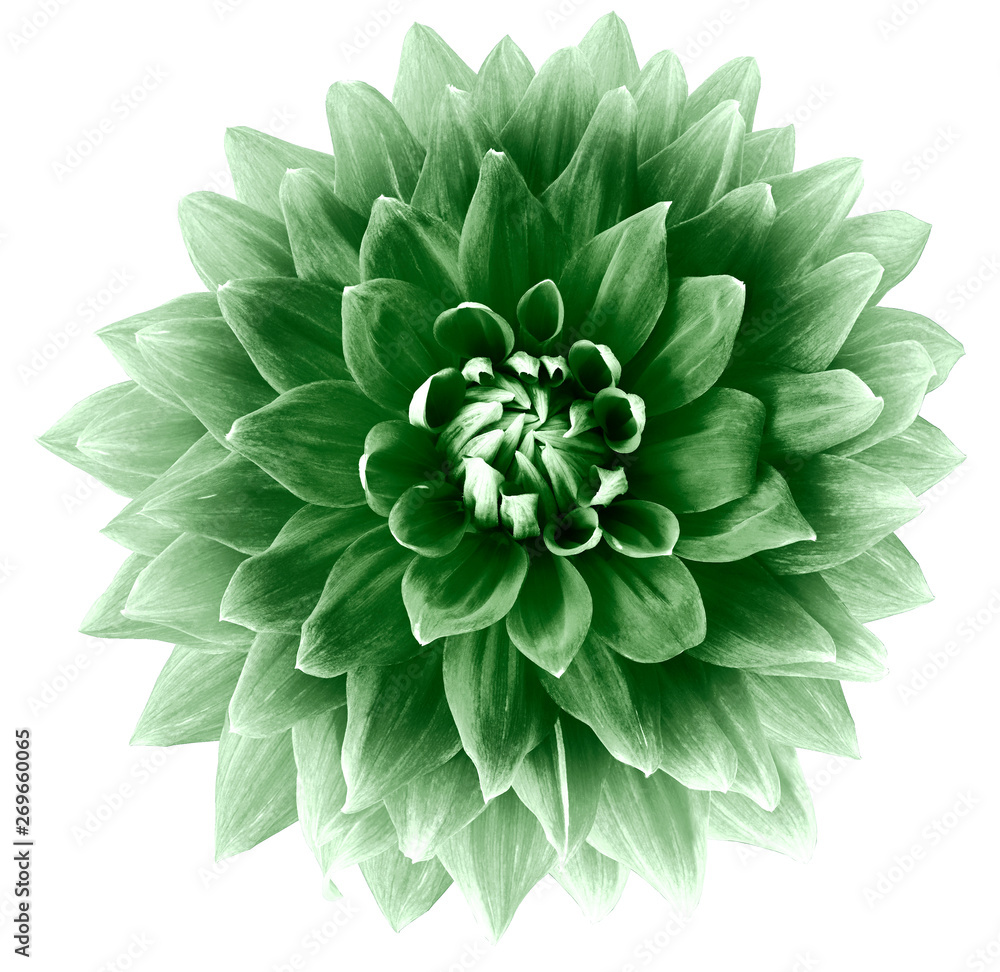 green flower dahlia on a white background isolated with clipping path ...