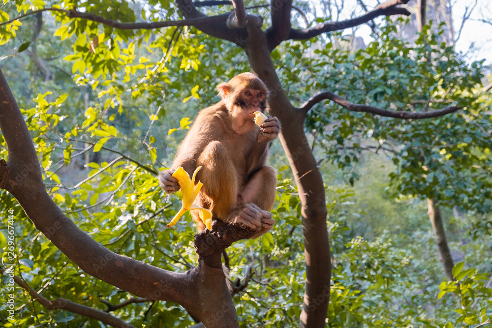 Banana Monkey By A Tree