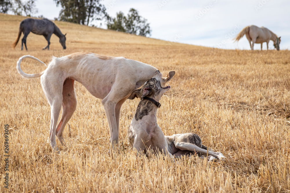 Perros de raza galgo jugando en el campo donde los caballos pastan ...