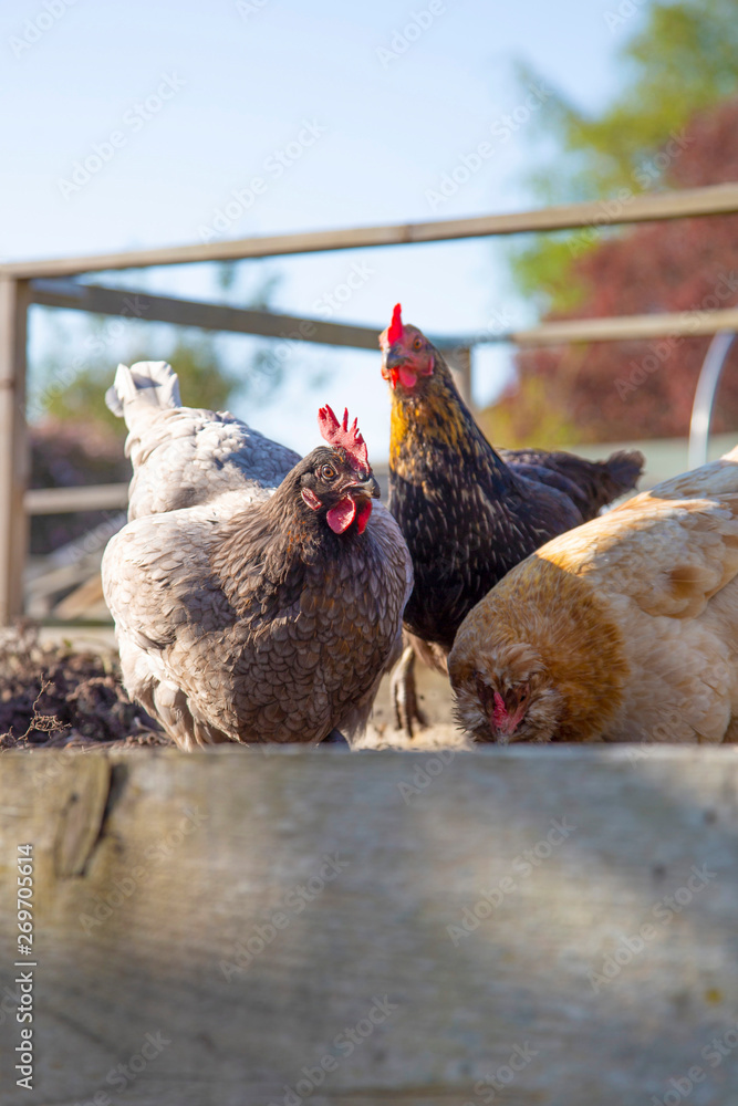 Buff Rock Chickens