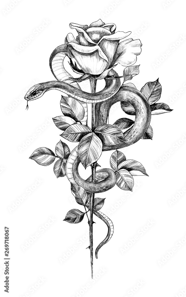 Hand Drawn Monochrome Snake with Rose Stock Illustration | Adobe Stock