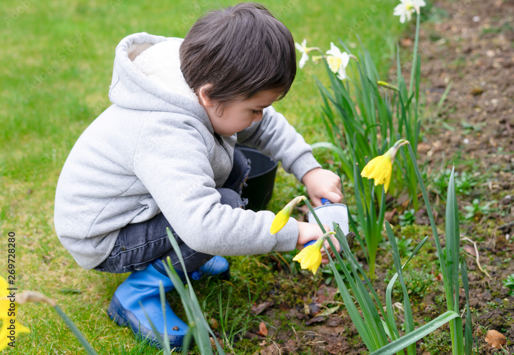 4 years old boy using garden fork and trowel to plant daffodils flowers ...