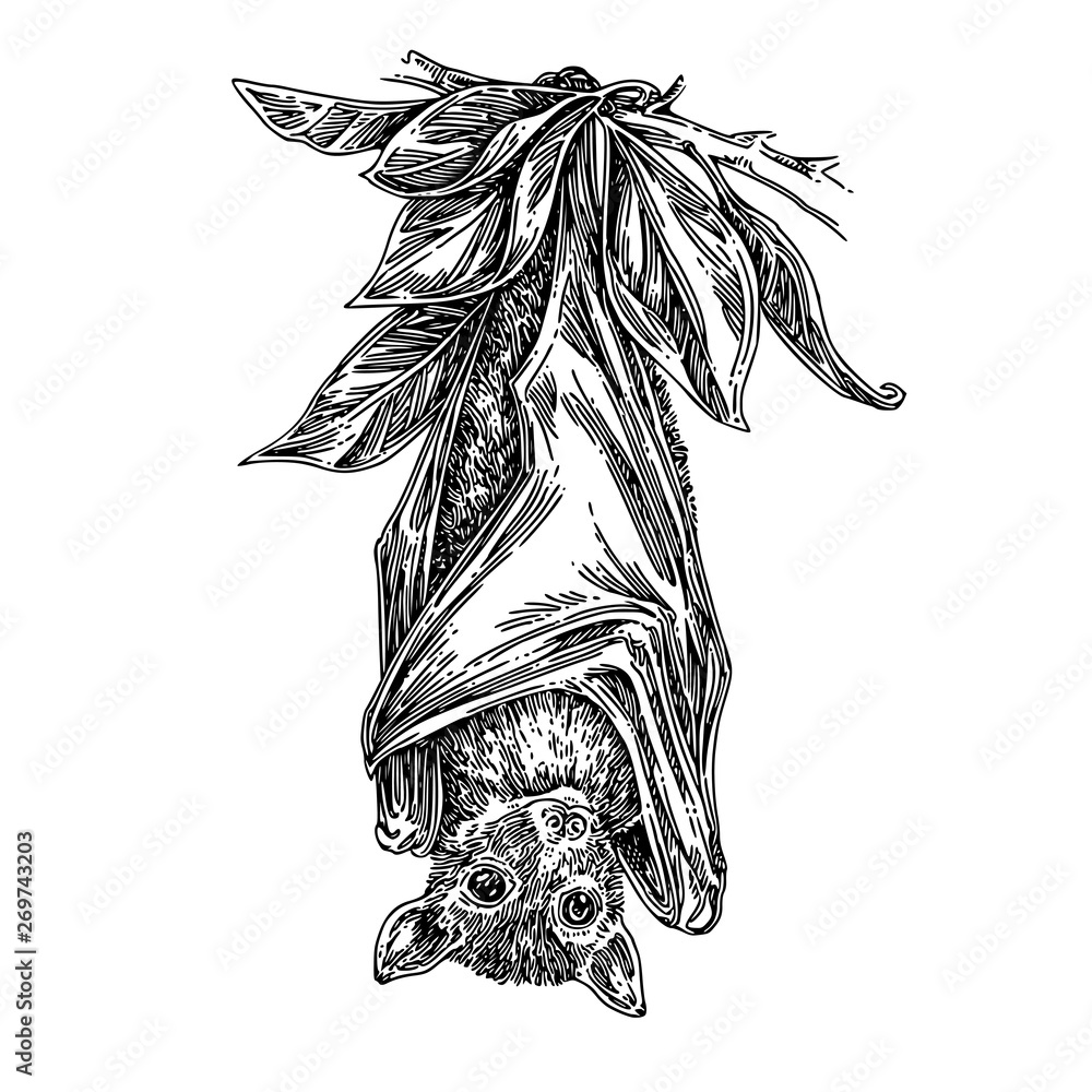 Flying fox bat handing on a branch with leaves. Sketch. Engraving style ...