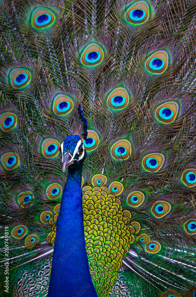 Dancing Peacock Images
