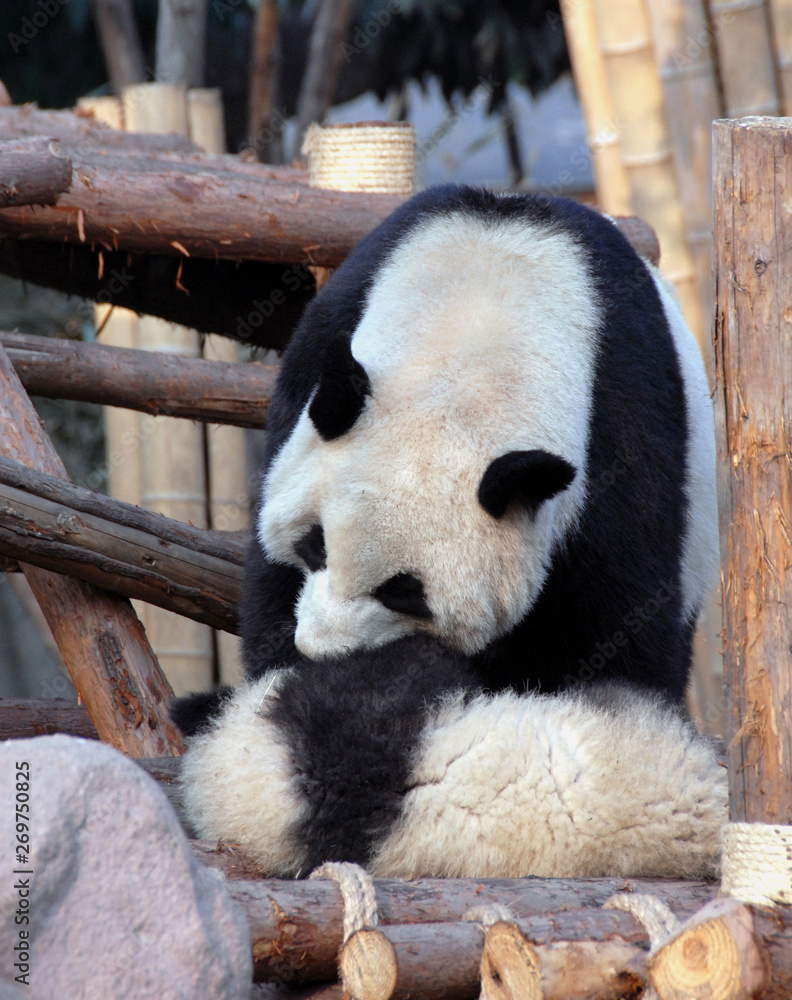 Panda mother and cub at Chengdu Panda Reserve (Chengdu Research Base of ...