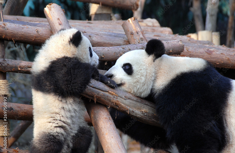 Panda mother and cub at Chengdu Panda Reserve (Chengdu Research Base of ...
