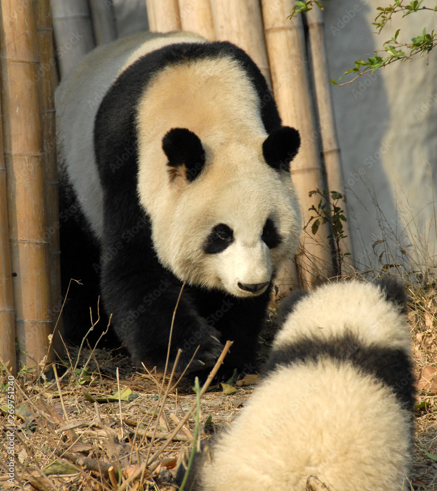 Panda mother and cub at Chengdu Panda Reserve (Chengdu Research Base of ...