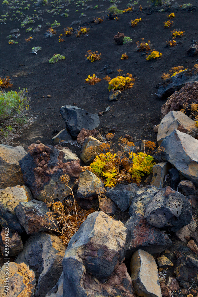Vegetación en lavas volcánicas. Pueblo Las Caletas. Isla La Palma ...