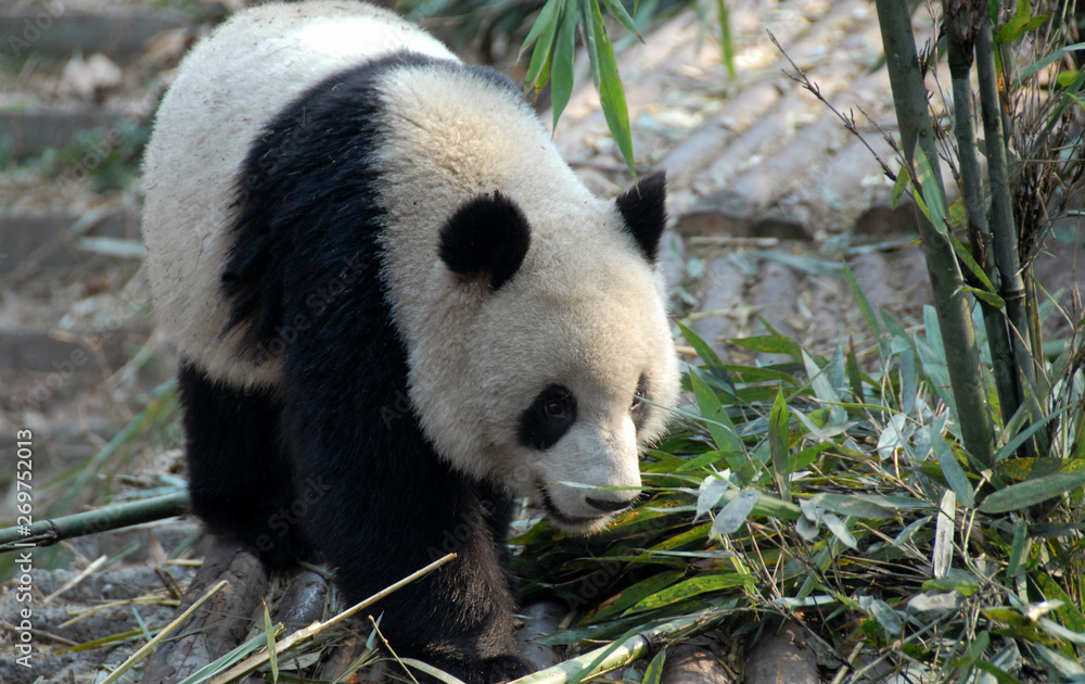 Giant Panda at Chengdu Panda Reserve (Chengdu Research Base of Giant ...