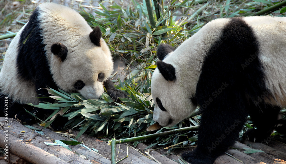 Two pandas at Chengdu Panda Reserve (Chengdu Research Base of Giant ...