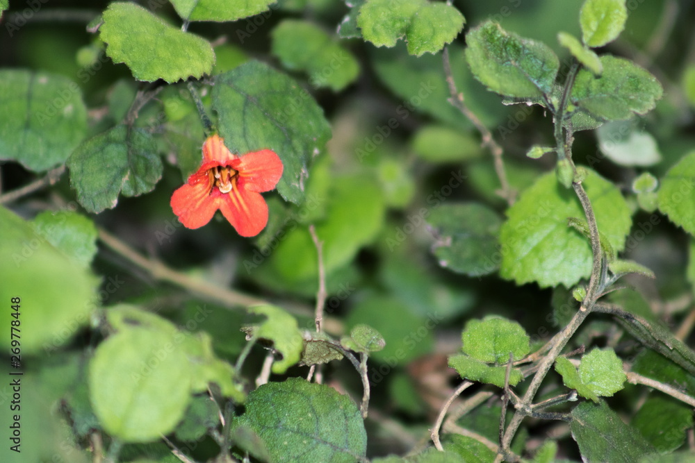 Rhabdothamnus solandri, commonly known as Gloxinia is native to New ...
