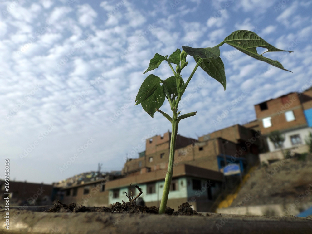 Planta rota Stock Photo | Adobe Stock