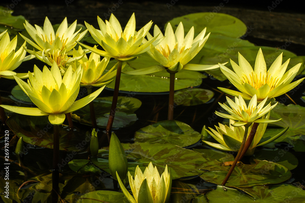 Yellow Lotus Flower In Water