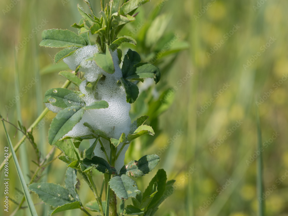 cuckoo spit (Philaenus spumarius) on a plant the frothy spittle a ...