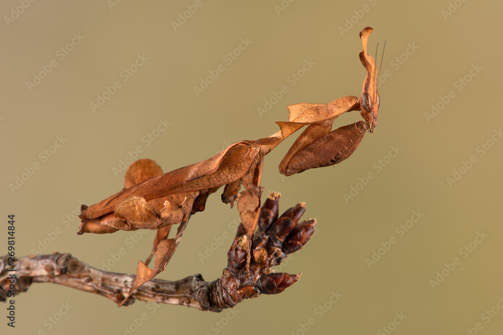 Ghost Mantis (Phyllocrania paradoxa) showing leaf like camouflage Stock ...