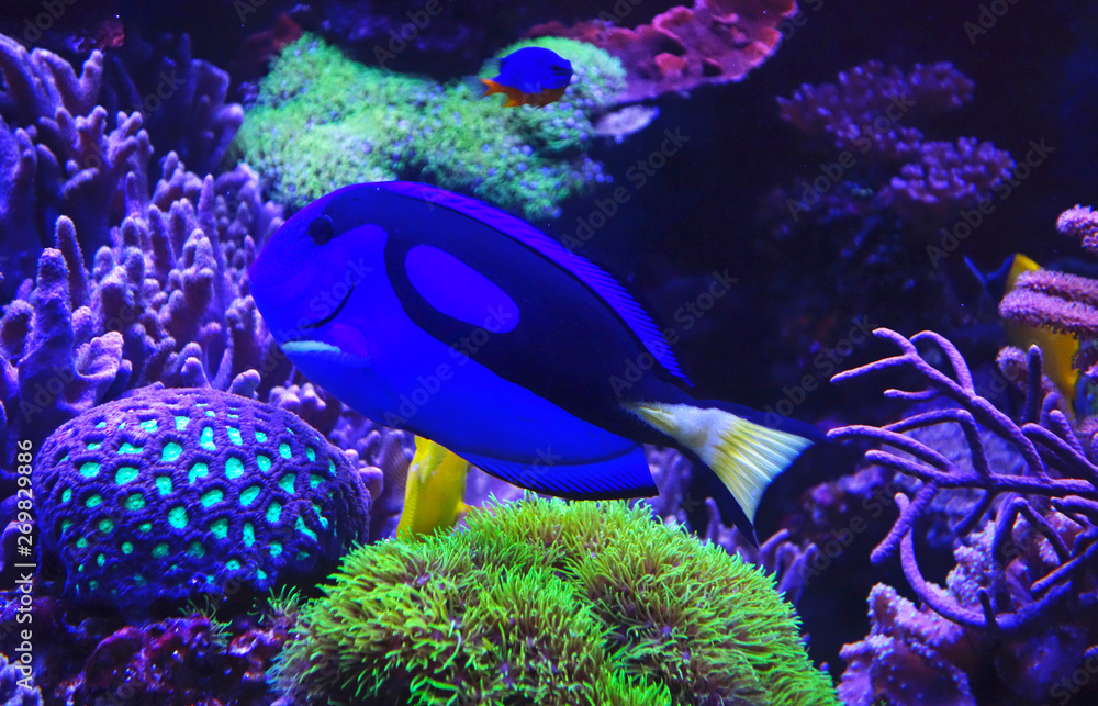 Blue surgeonfish, Paracanthurus hepatus also known as the blue tang ...