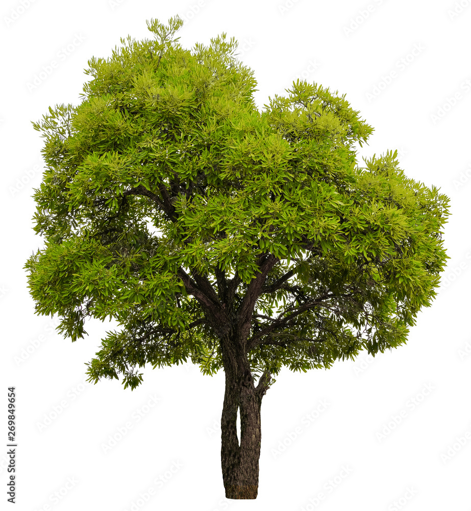 Trees on white background. A beautiful trees from Thailand. Suitable ...