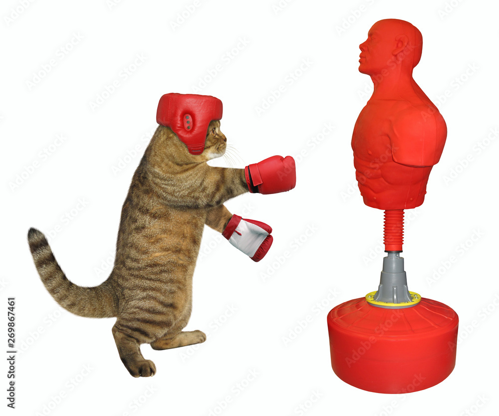 The cat boxer in a red boxing helmet and gloves is hitting the punching ...