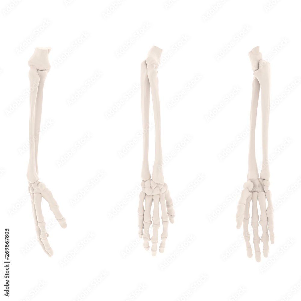Arm And Hand Bones