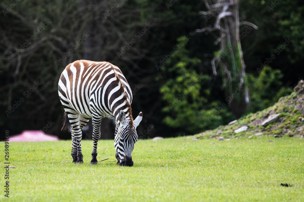 Grant Zebra, as unique as a human fingerprint, the black and white ...